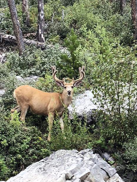 Reader photos: Moose, goats and birds visit Summit County | SummitDaily.com