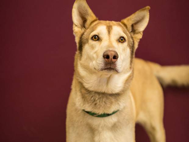 Summit County adoptable pets | SummitDaily.com