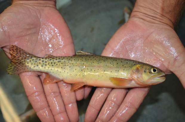 Colorado biologists confirm finding species of cutthroat trout ...