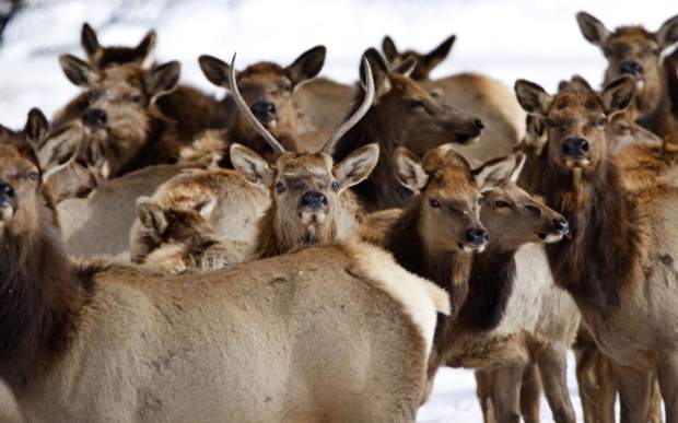 Future of elk in SW Colorado in jeopardy | SummitDaily.com
