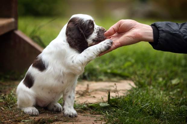 Krueger: The art of raising your pup to be a successful dog ...