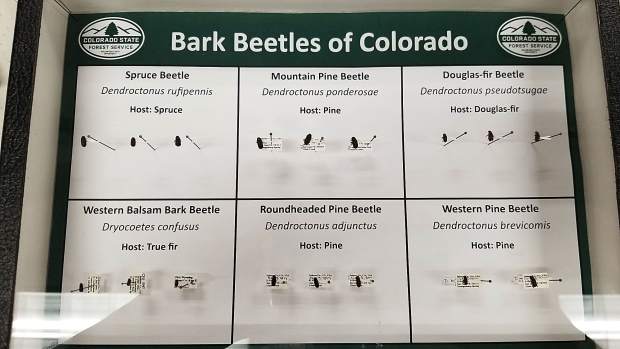 Colorado State Forest Service’s entomologist explains what bugs are ...