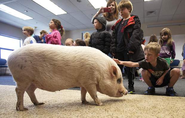 Photos: Top Hogs pig show at the library | SummitDaily.com