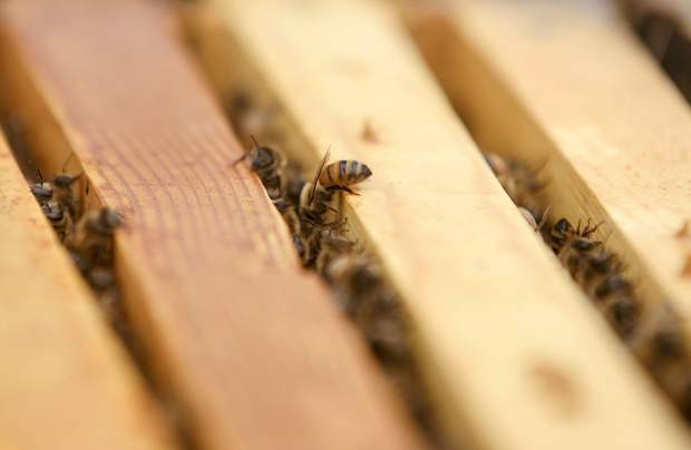 Beaver Run puts ‘the bee’ in sustainability | SummitDaily.com