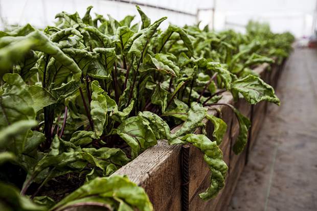 CSU offering free vegetable gardening course | SummitDaily.com