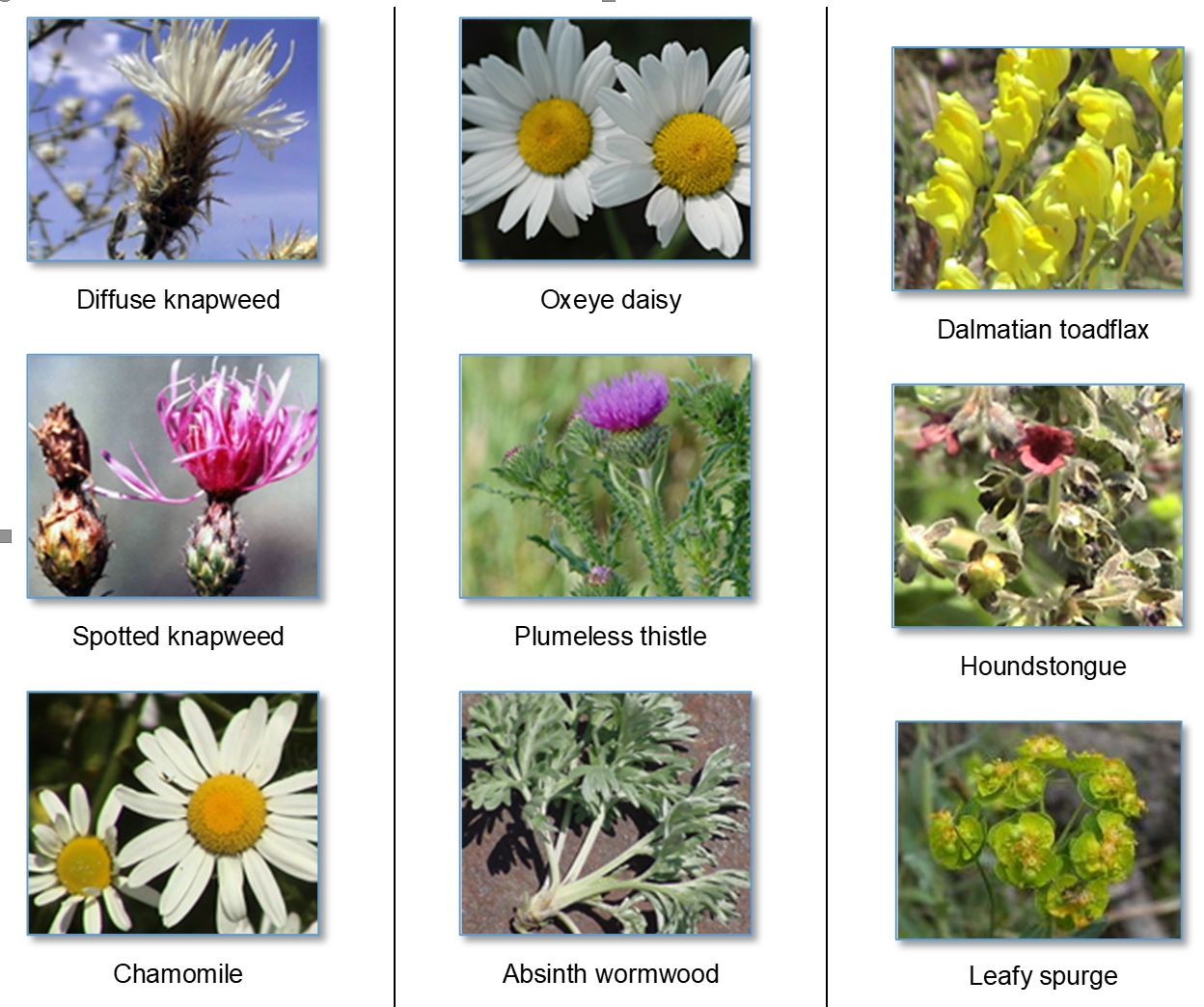 Hunt on for noxious weeds in Summit, Eagle counties | SummitDaily.com