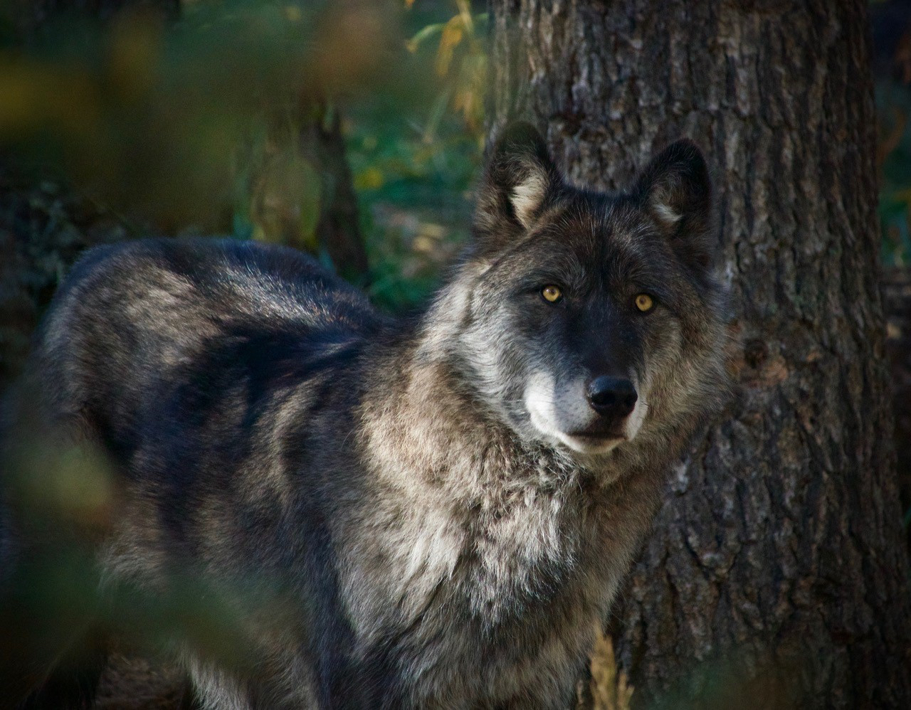 Sierra Club conservation chairman updates community on gray wolf ...
