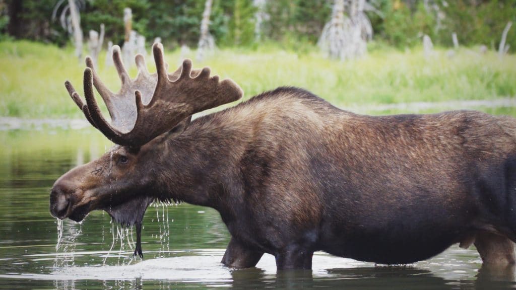 Of moose and men: Filmmaker details ‘Colorado’s Moose’ documentary ...