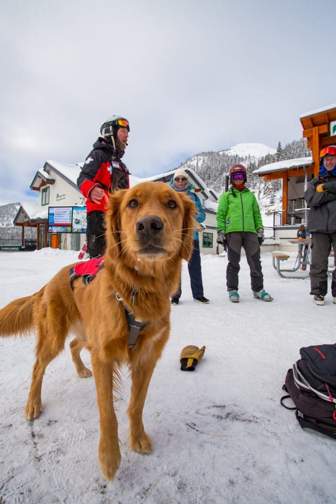 This golden retriever is working to become Arapahoe Basin Ski Area’s ...