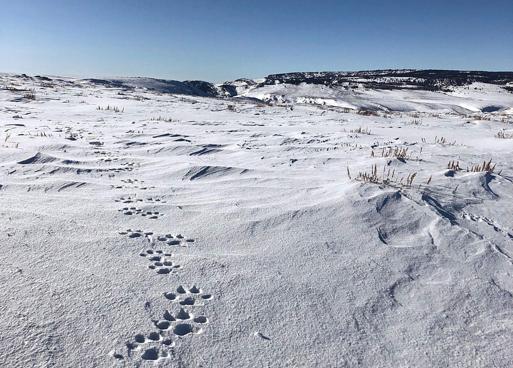 New bill would make it harder for ranchers to be compensated for ...