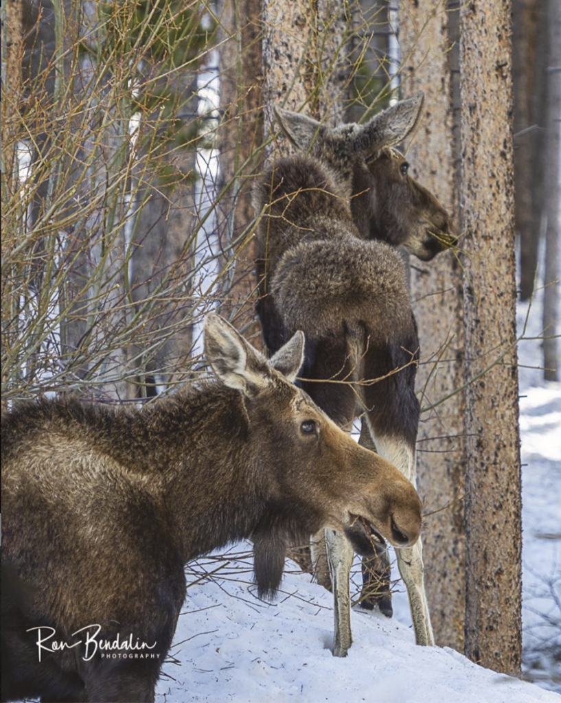 Reader Photos: Wild Spring | SummitDaily.com