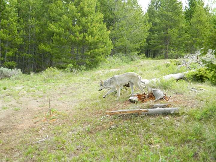 Possible wolf sighting reported in Grand County | SummitDaily.com