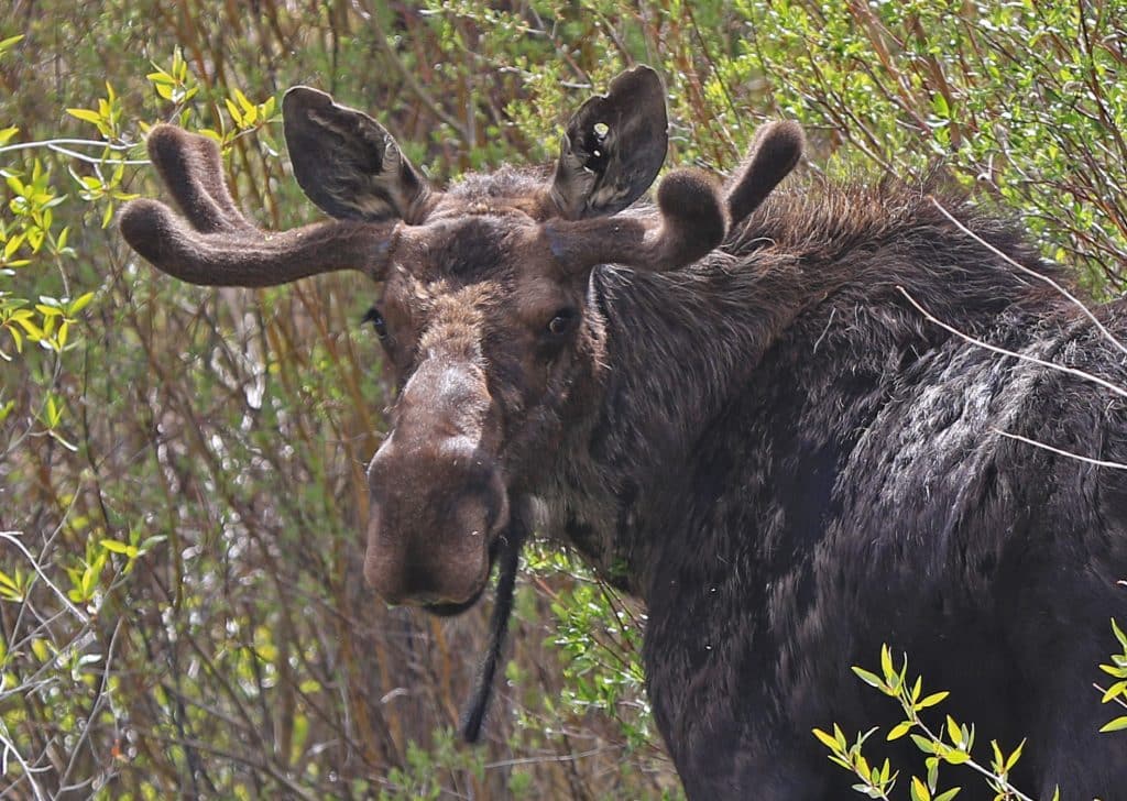 Parks and Wildlife warns of aggressive animal behavior around calves ...