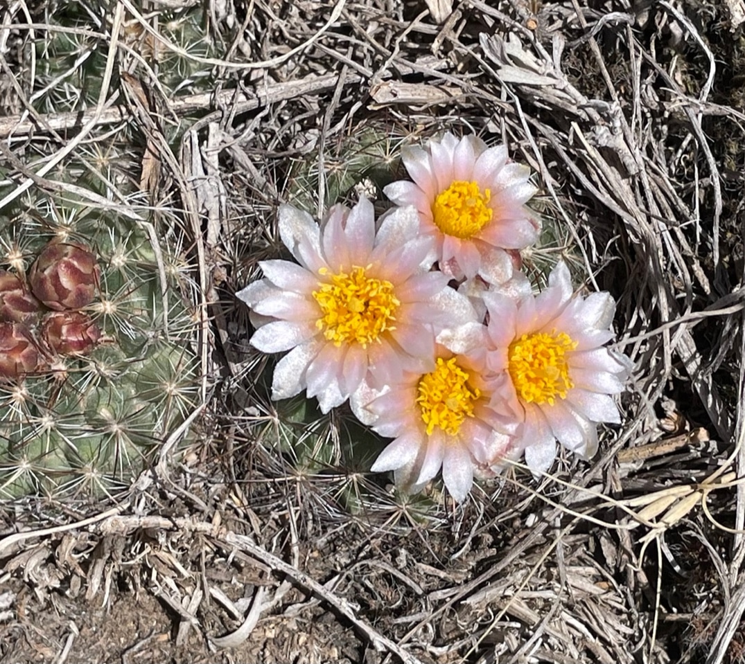 Get Wild: Joys, histories and mysteries of spring flowers | SummitDaily.com