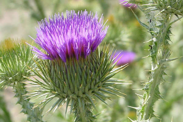 How you can limit the spread of invasive weeds in Summit County ...