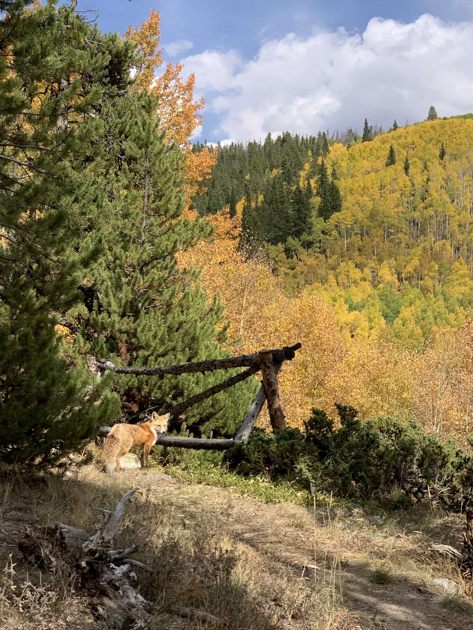 Photos: Explosion of golden fall foliage captures Summit County ...