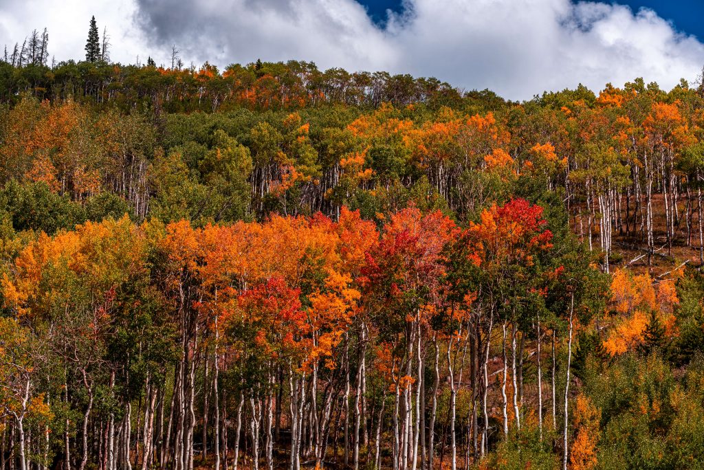 Photos: Explosion of golden fall foliage captures Summit County ...