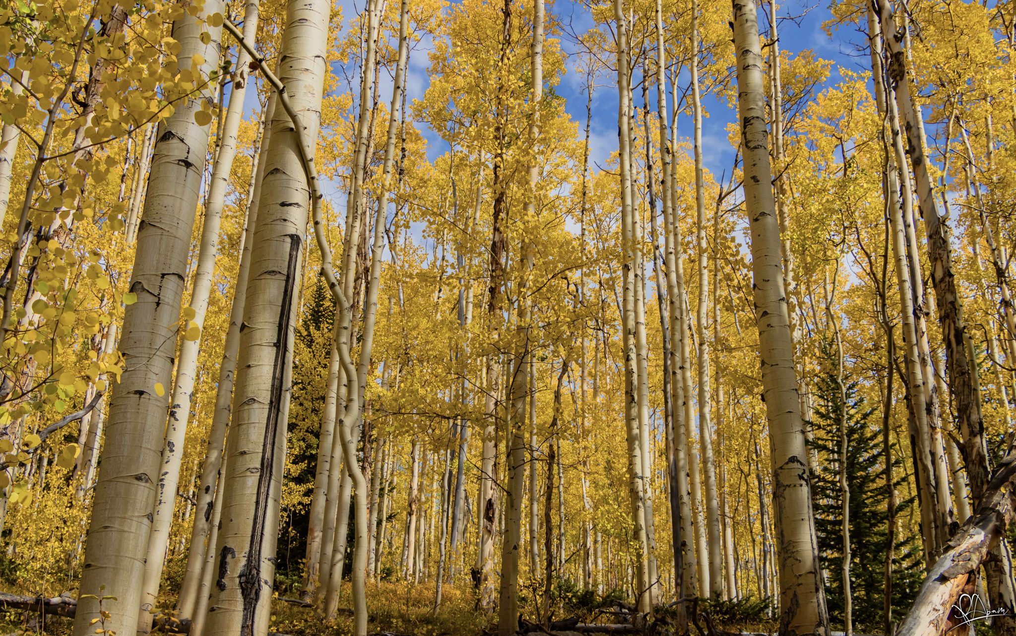 Photos: Fall colors make an appearance in Summit County | SummitDaily.com