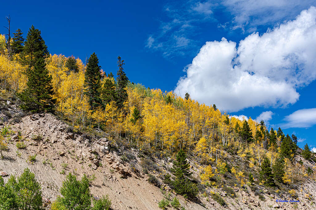 Photos: Fall colors make an appearance in Summit County | SummitDaily.com