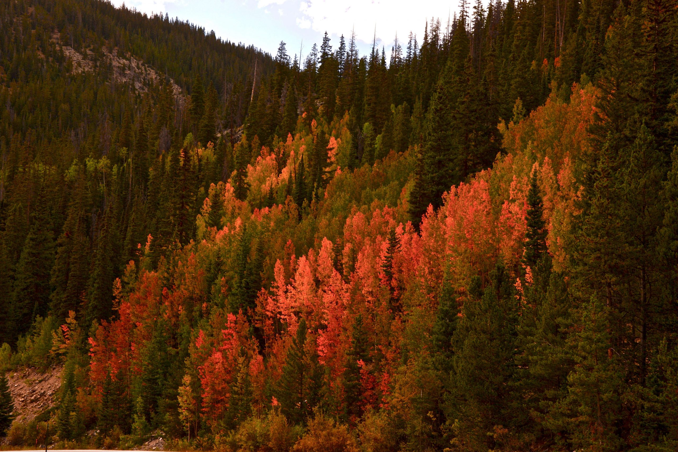 Photos: Fall colors make an appearance in Summit County | SummitDaily.com