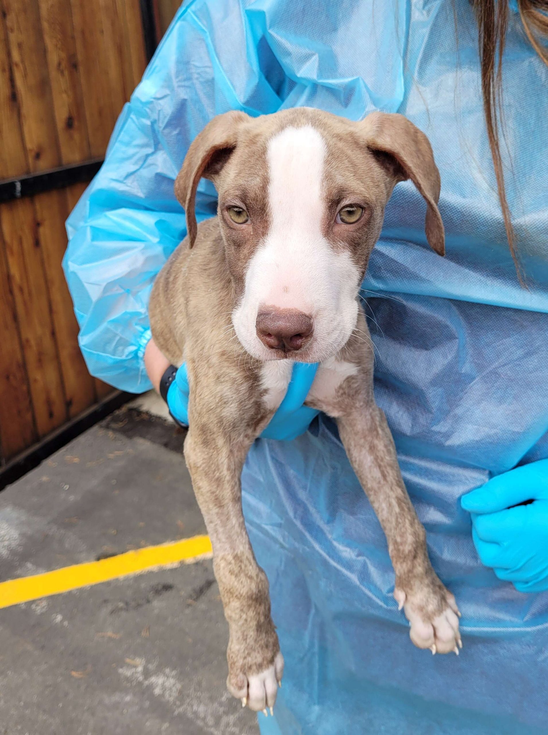 Summit animal shelter responds to string of abandoned pets, including a ...