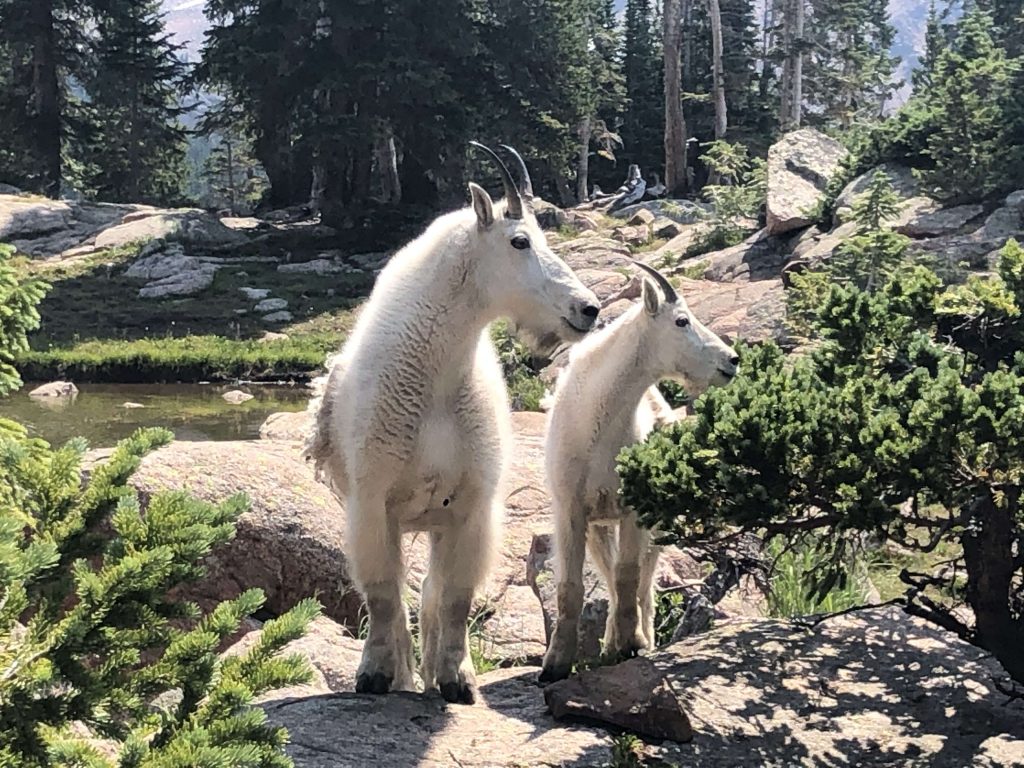 Get Wild: What gets your (mountain) goat? | SummitDaily.com