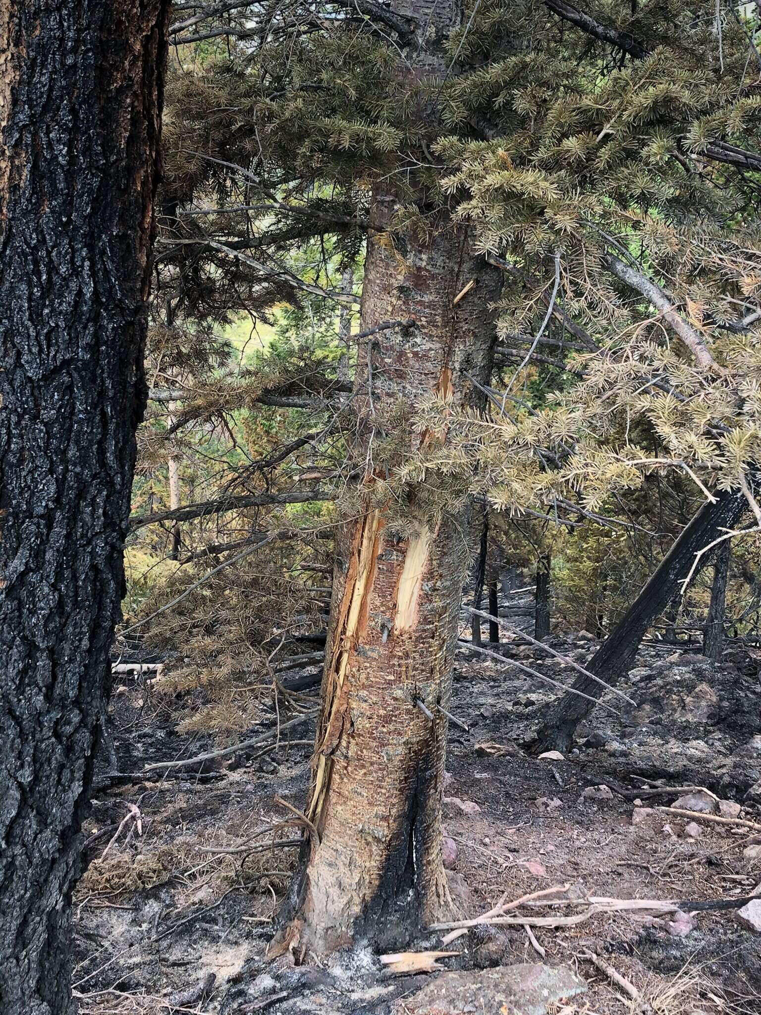 Here’s how investigators found the tree that started the Black Mountain ...