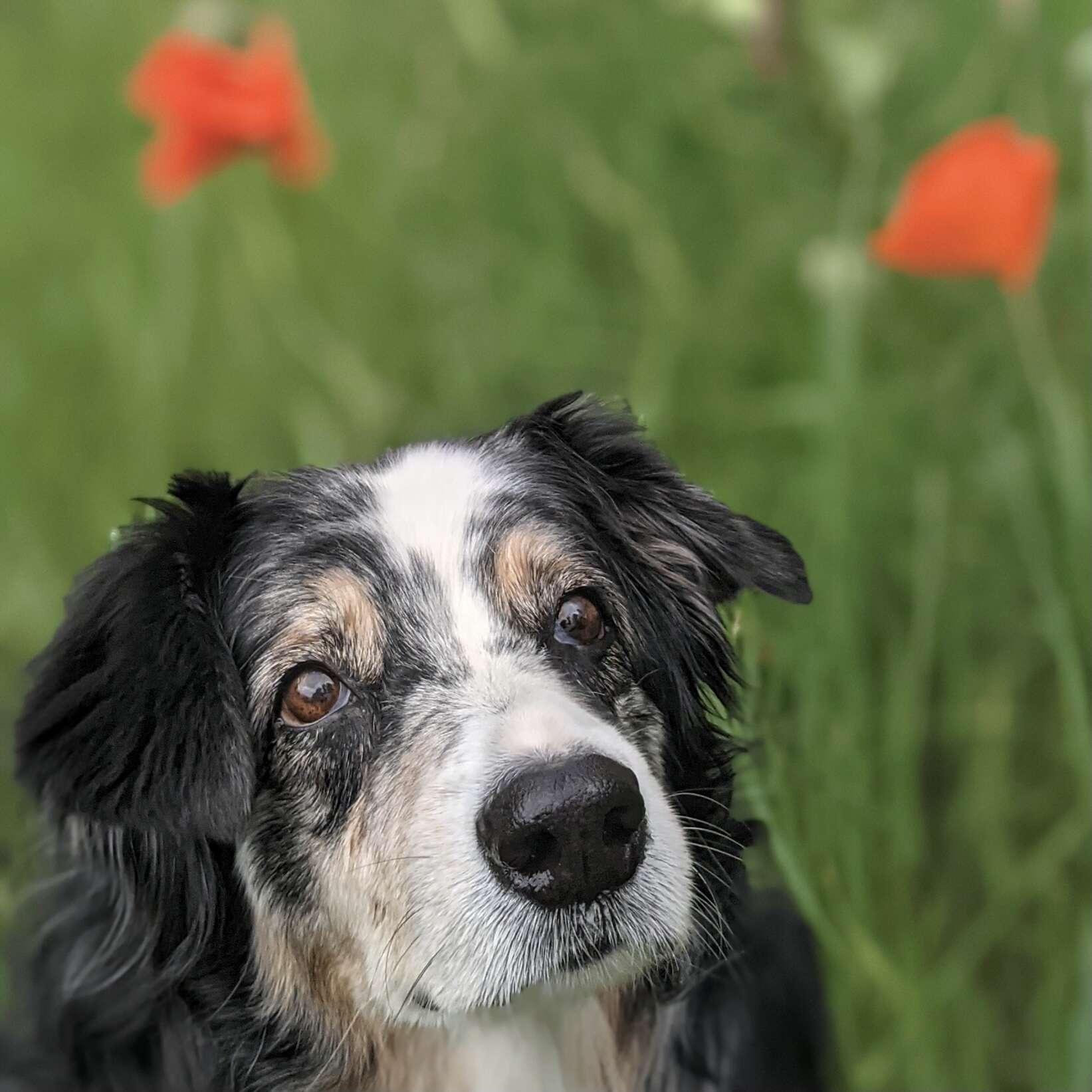 Meet a Breckenridge author and her dog, Sheba, this weekend ...