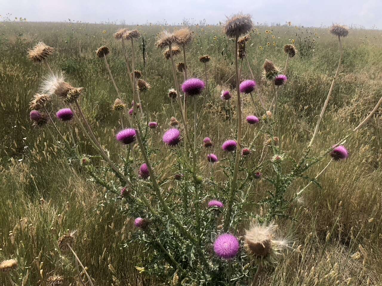 Field Of Purple Thistle