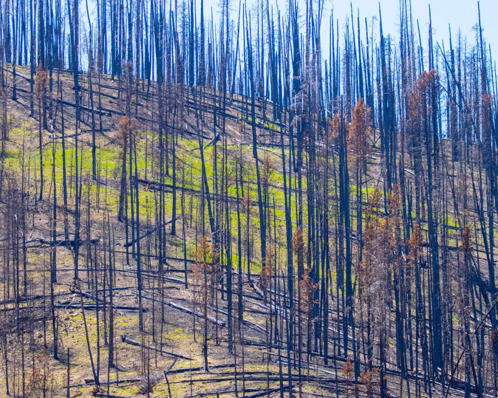 Wildfires and wildlife: How animals survive fires and how you can help ...