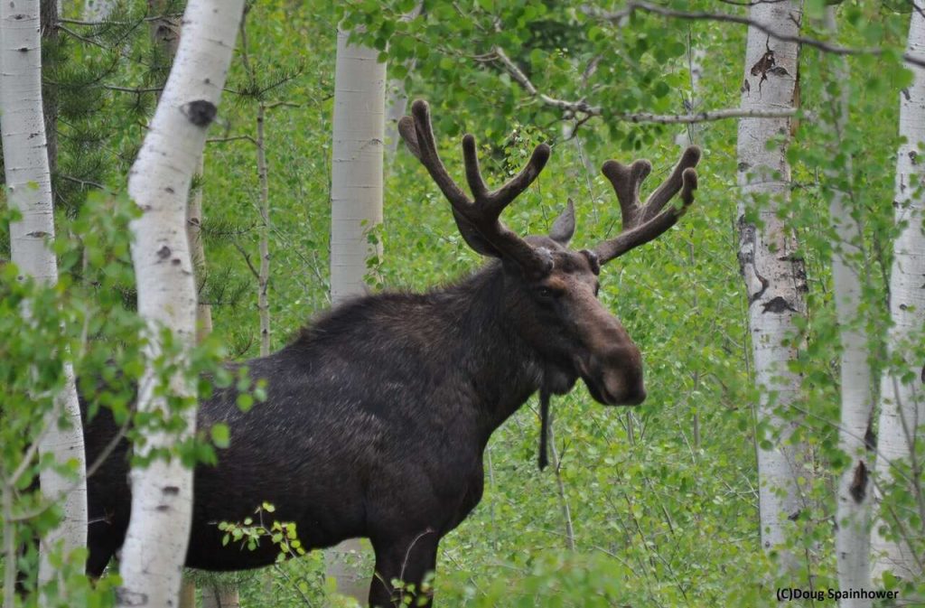 Get Wild: Moose on the loose | SummitDaily.com