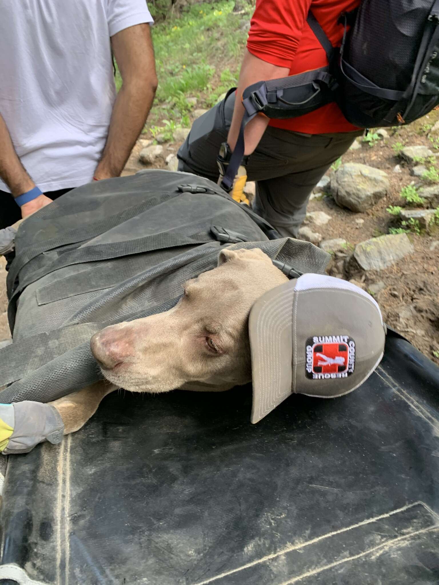 Rescue group: Know your dog’s limitations | SummitDaily.com