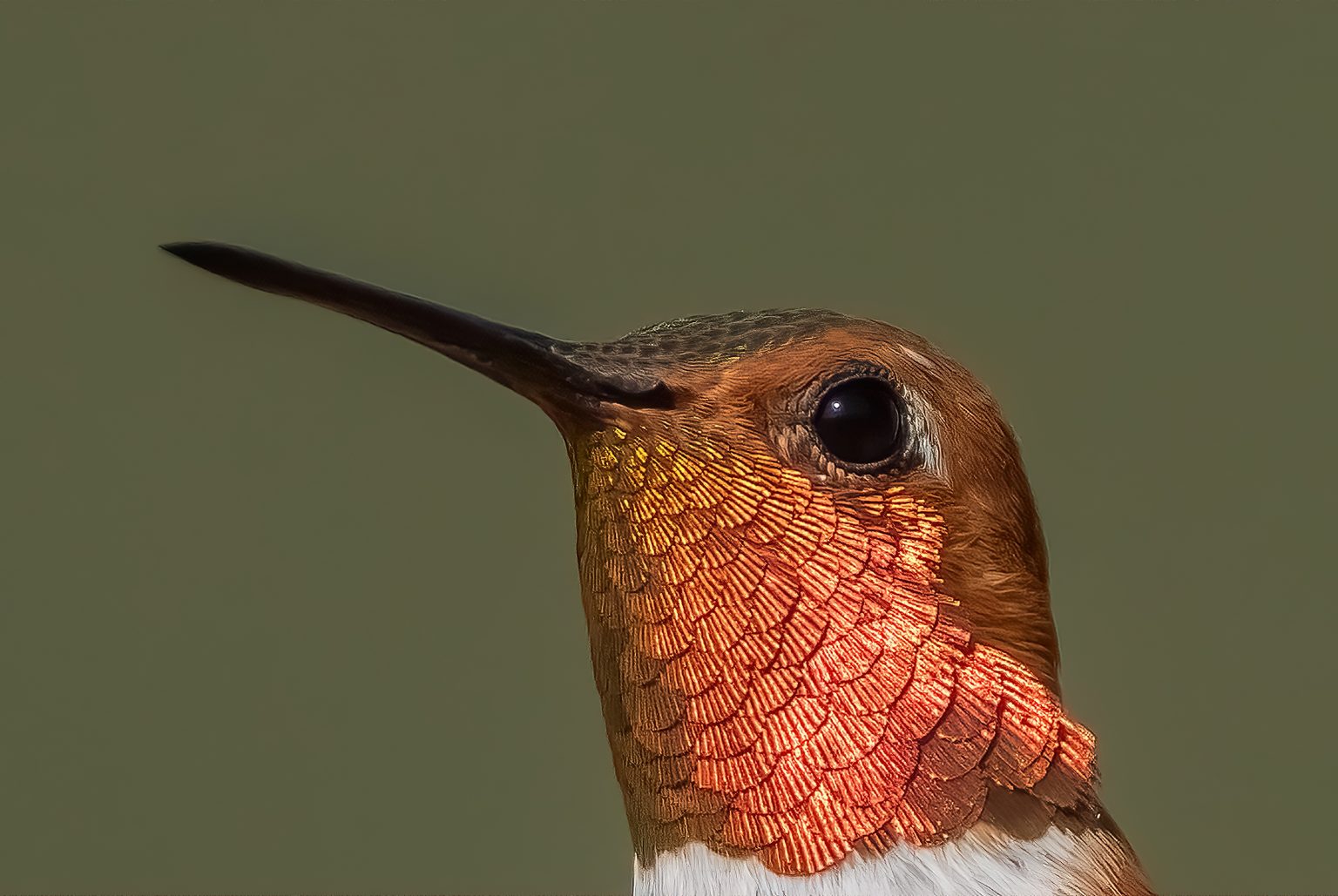 Get Wild: The joys of summer hummers | SummitDaily.com