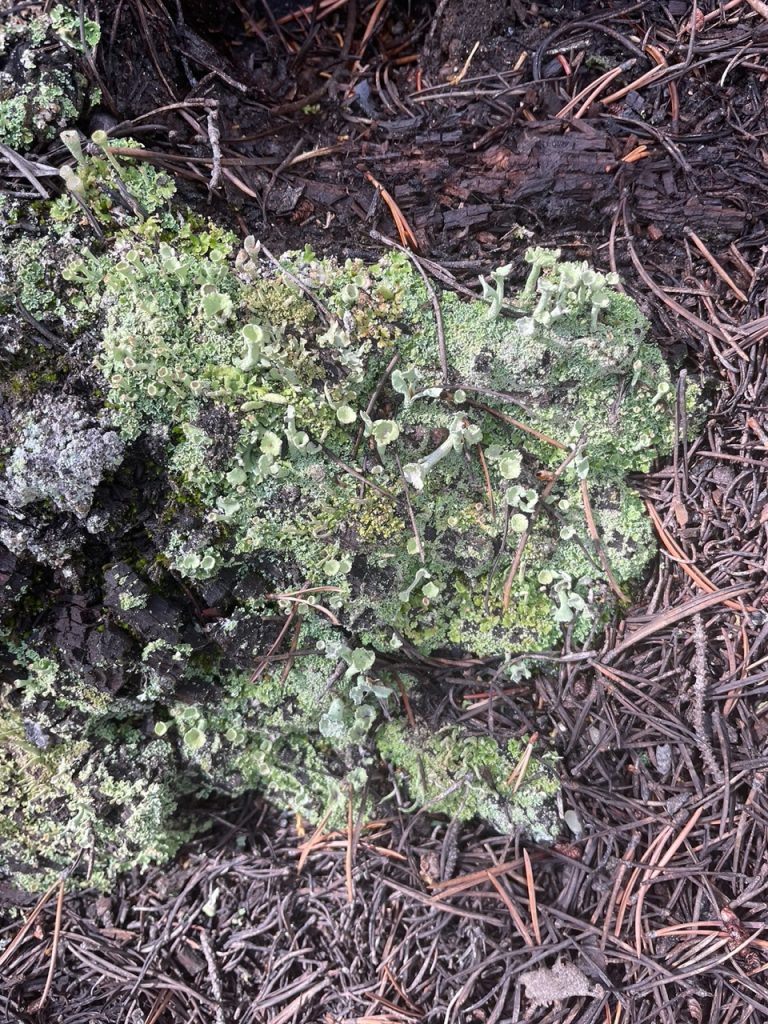 Get Wild: Rain rain, don’t go away! | SummitDaily.com