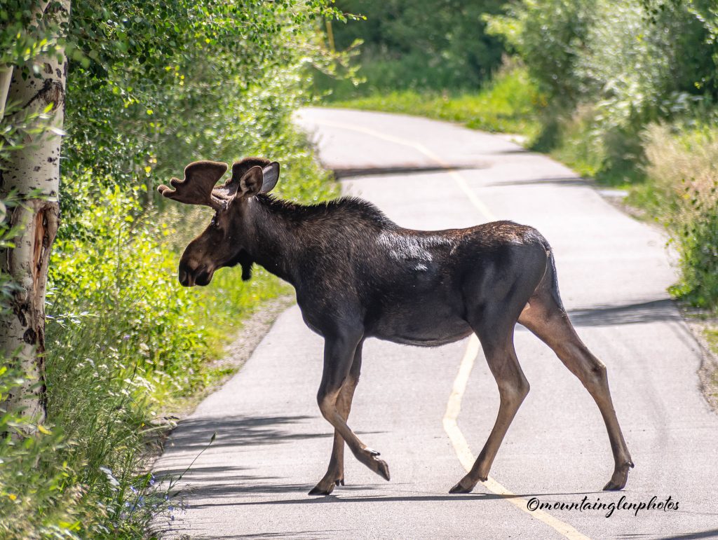 Reader photos: Moose roam throughout Summit County | SummitDaily.com