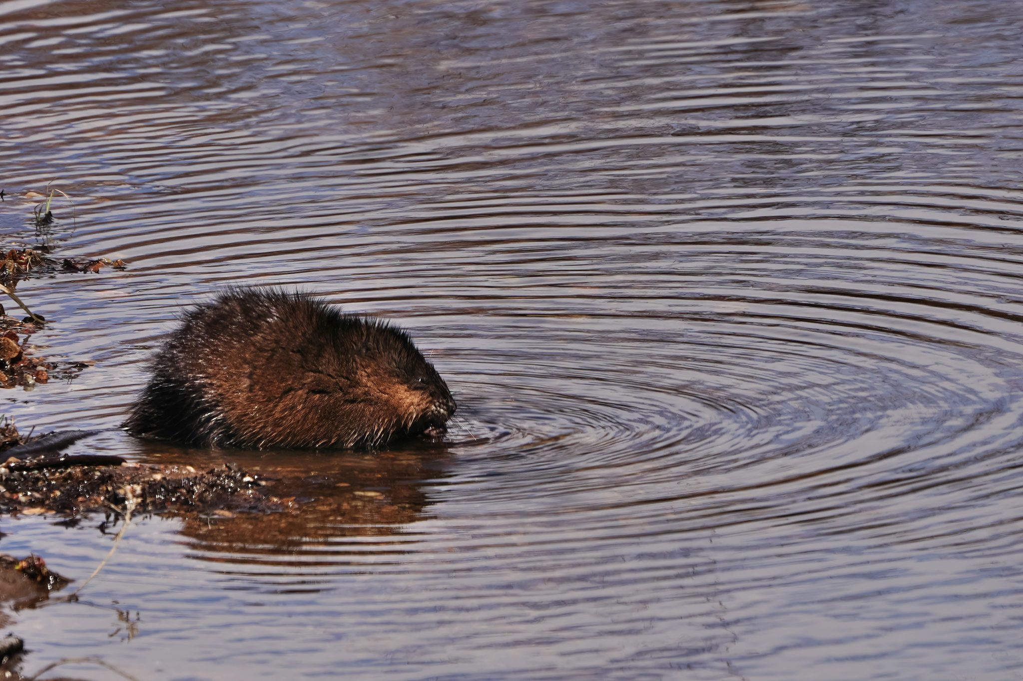 Get Wild: Beavers in winter | SummitDaily.com
