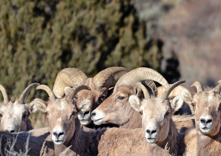 Get Wild: Rocky Mountain bighorn sheep, a Colorado treasure ...