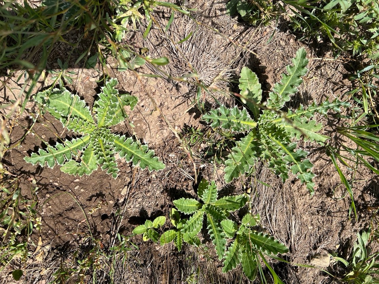 Get Wild: Get to know Summit County’s noxious/invasive weeds ...