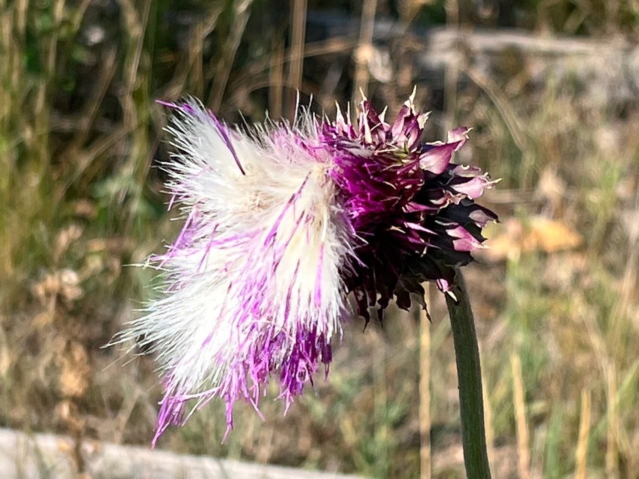 Get Wild: Get to know Summit County’s noxious/invasive weeds ...