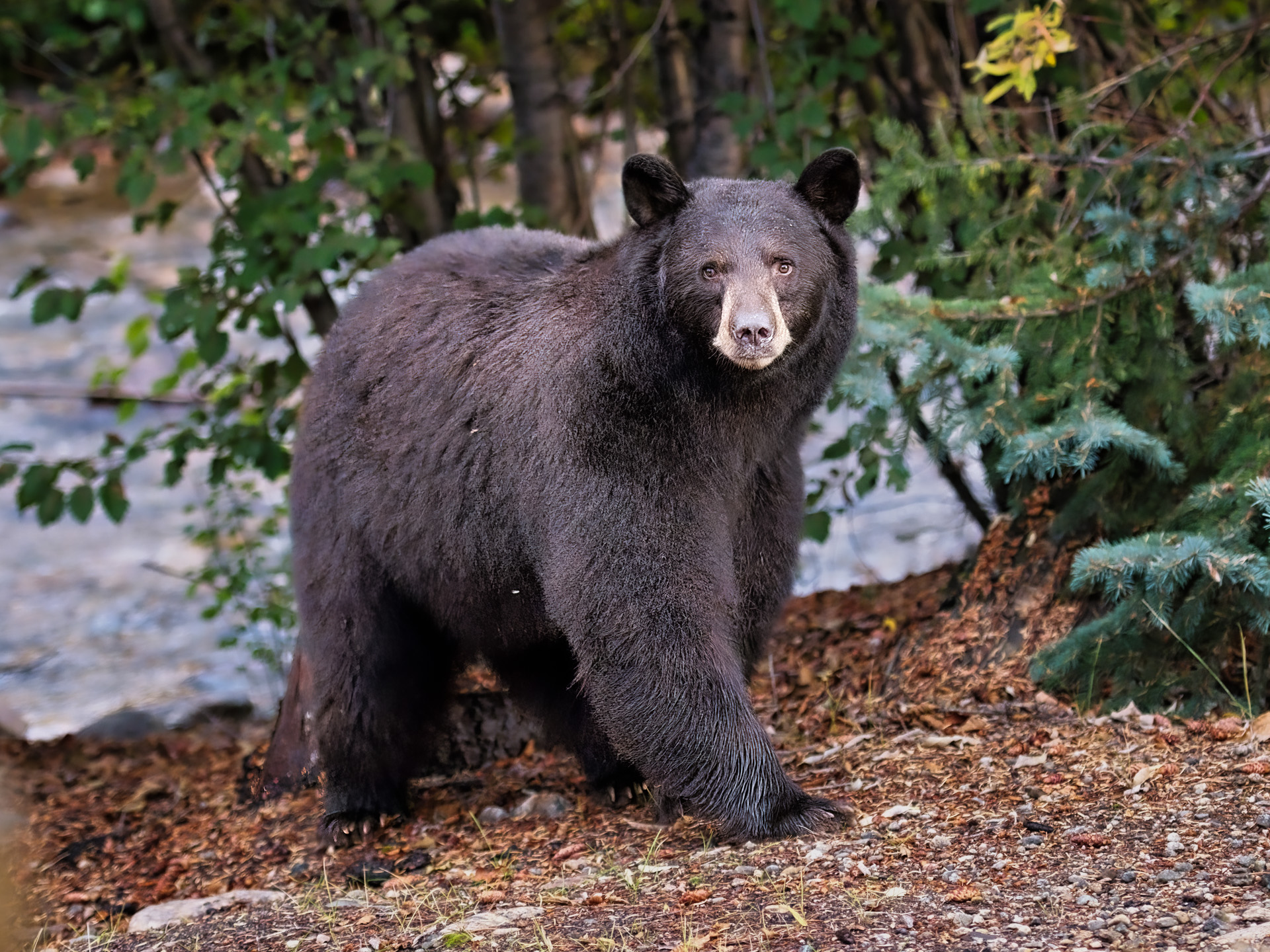 Playing dead with bears? Packing out poop? There are a lot of myths about the outdoors ...