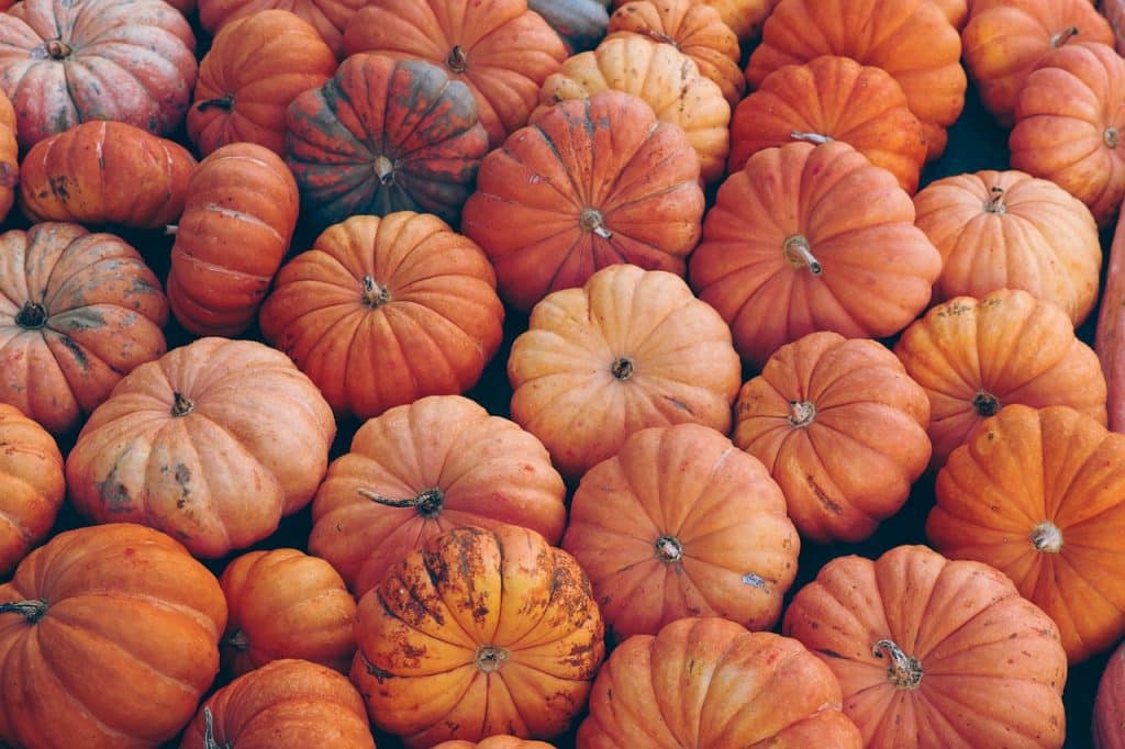 Free pumpkin composting to be available at recycling centers throughout ...