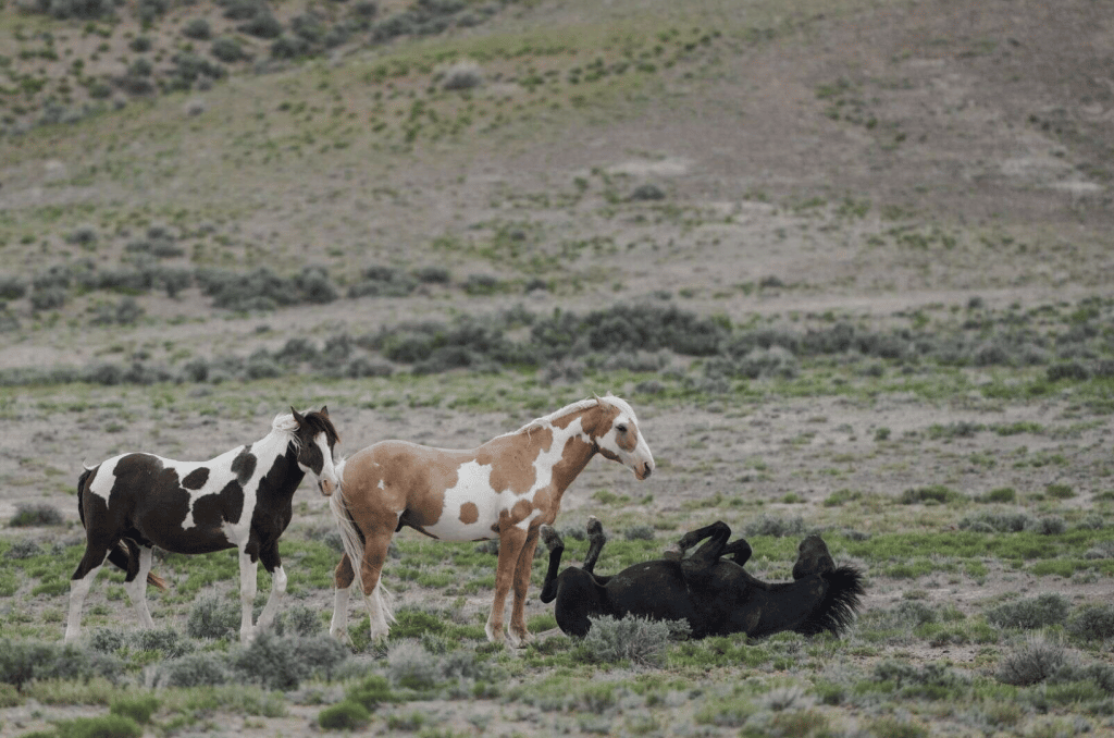 Groups want answers after 16 wild horses were found shot to death in ...