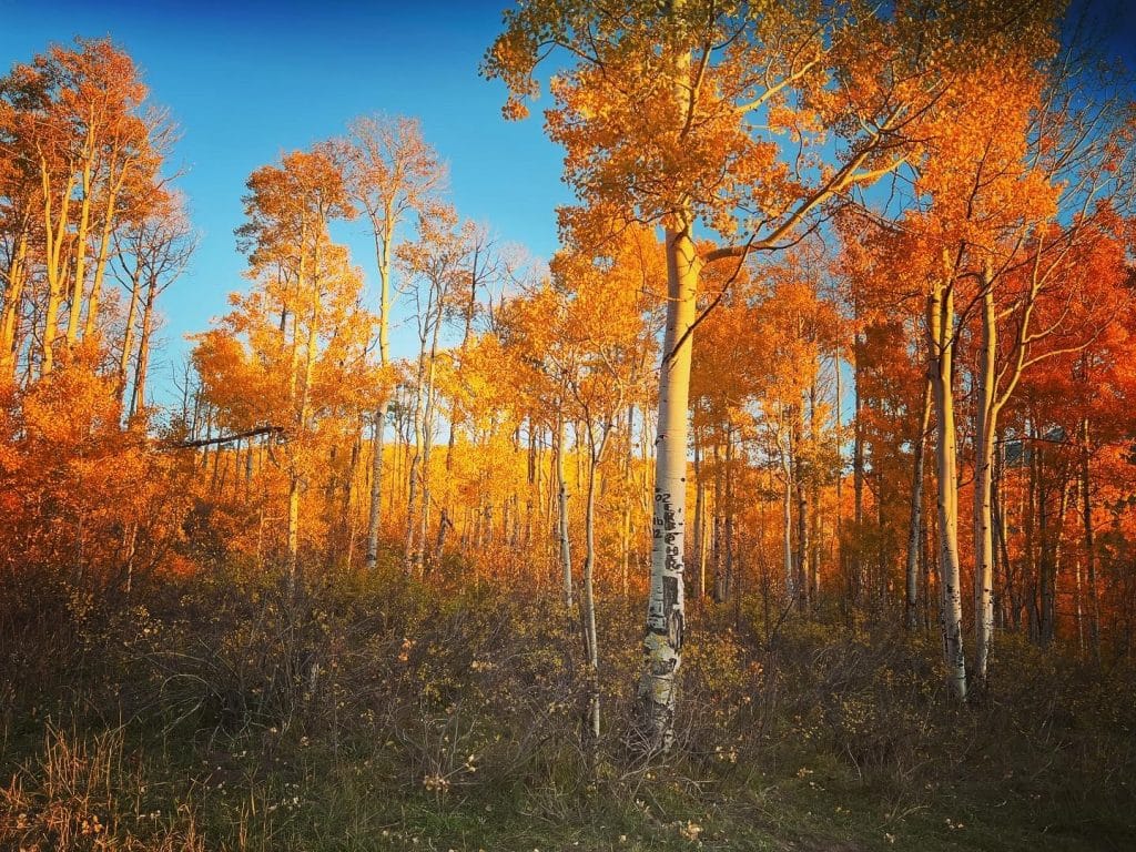 Reader photos: Fall foliage wows Summit County visitors and residents ...