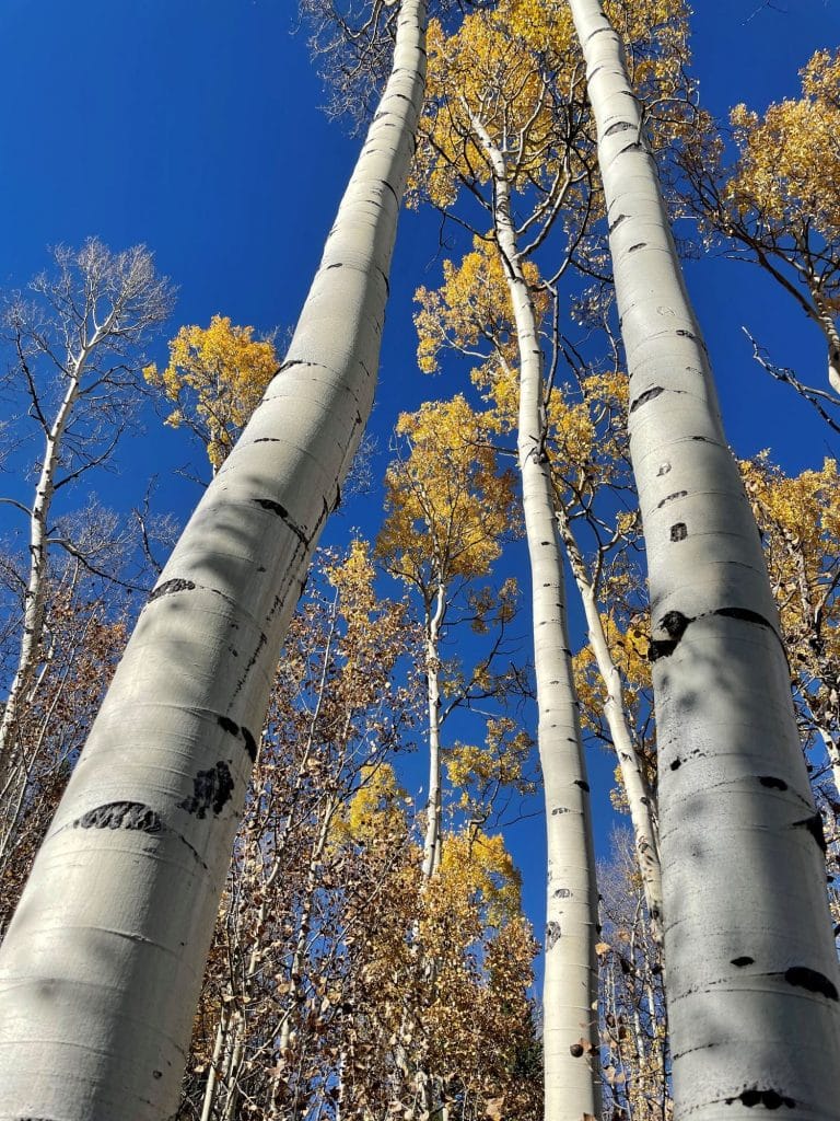 Reader photos: Fall foliage wows Summit County visitors and residents ...