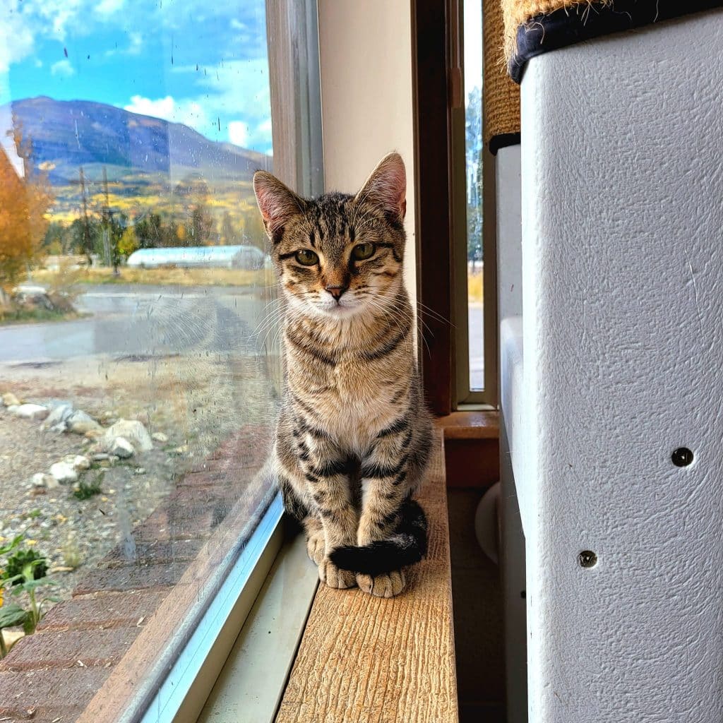 Pet scene: Summit County’s adoptable pets for the week of Oct. 16 ...