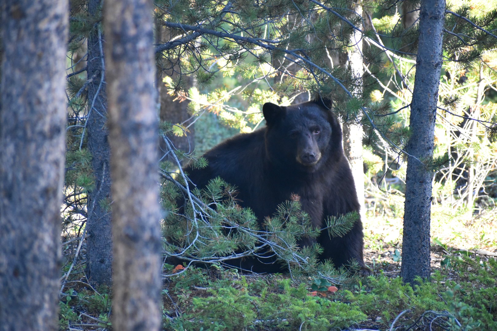Bears are being spotted across Summit County and Colorado’s mountains ...