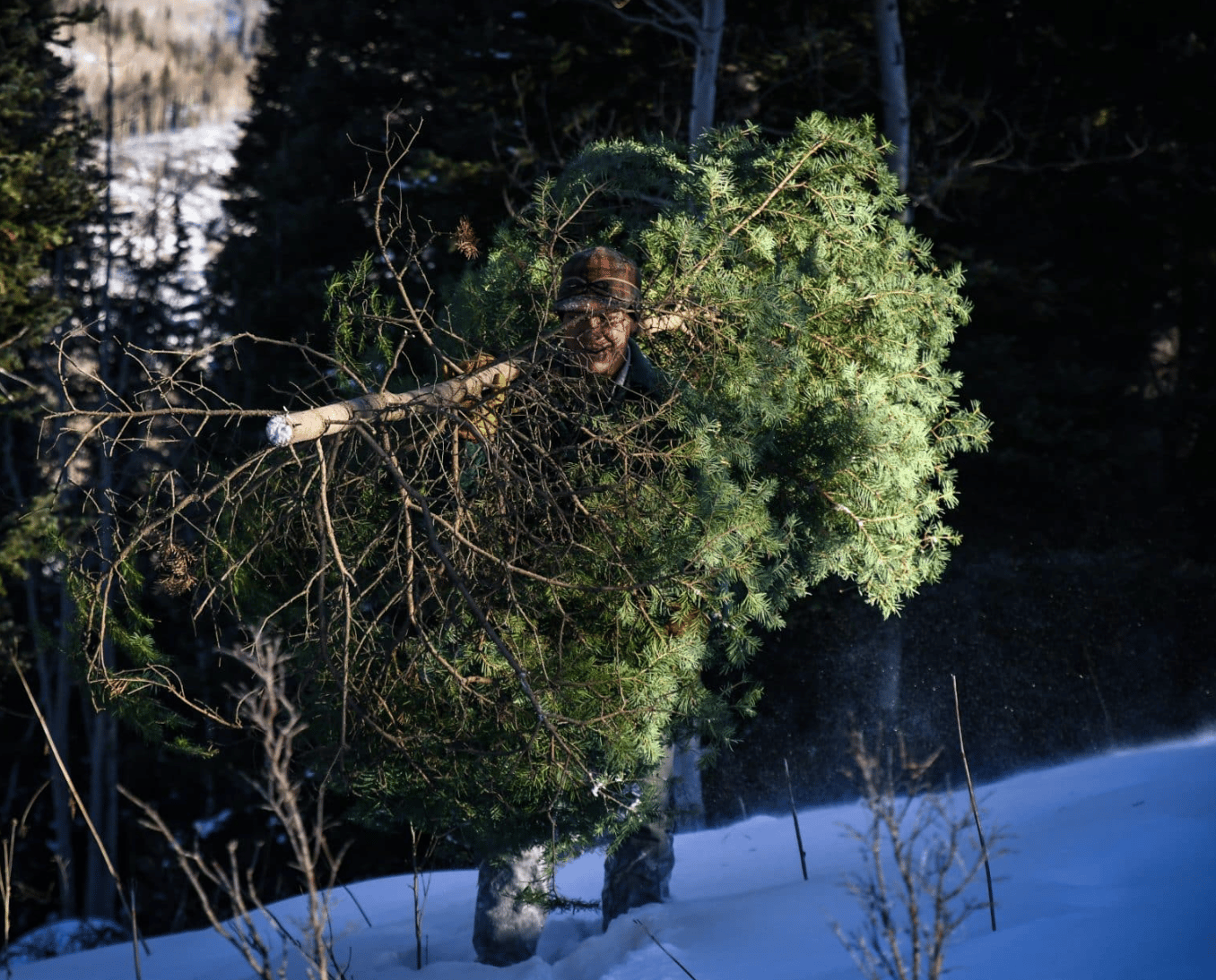 Deep into the woods: White River National Forest members give some ...