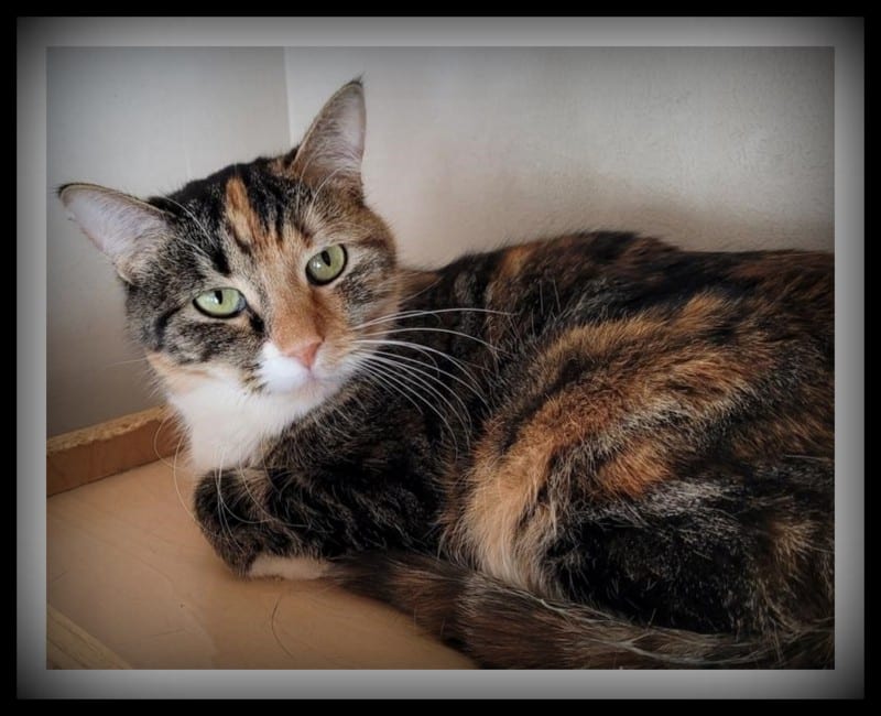 Pet scene: Summit County’s adoptable pets for the week of Jan. 8 ...