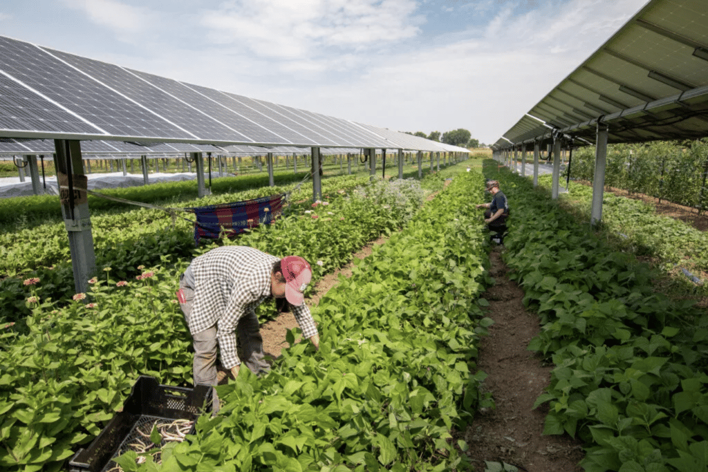 Why the ground under Colorado solar panels is ripe for growing food ...