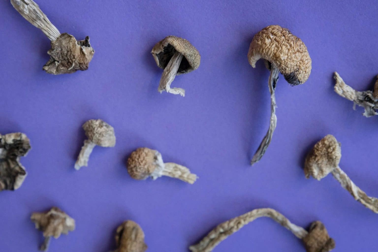 Colorado study finds U.S. usage of psychedelic mushrooms has spiked ...